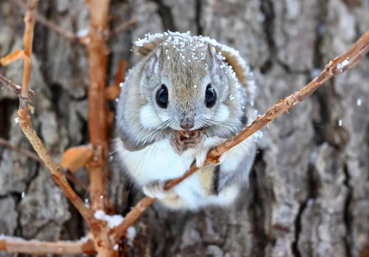Interesting Facts About Dwarf Flying Squirrels In Japan - Dear Japanese Interesting Facts About Dwarf Flying Squirrels In Japan - Dear Japanese